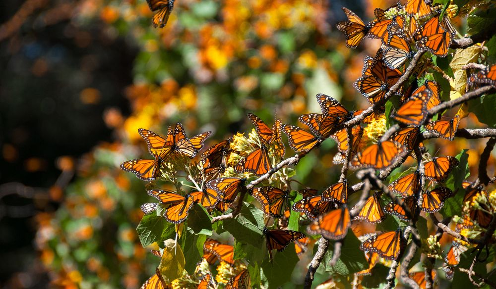 Two Monarch Butterfly Activists Killed and Why It Matters – The Lambert ...