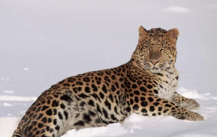 7 Animals That May Go Extinct in 2021 – The Lambert Post